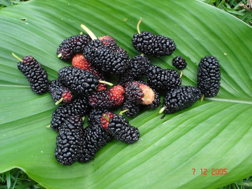 Polynesian Produce Stand : ~MULBERRY~ DWARF BLACK PERSIAN Morus nigra ... Polynesian Produce Stand : ~MULBERRY~ DWARF BLACK PERSIAN Morus nigra ...
